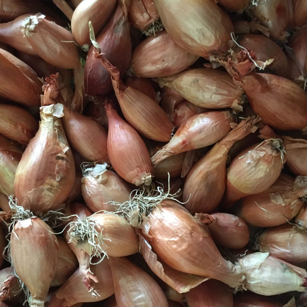 Échalote - Le Village de la Vergne